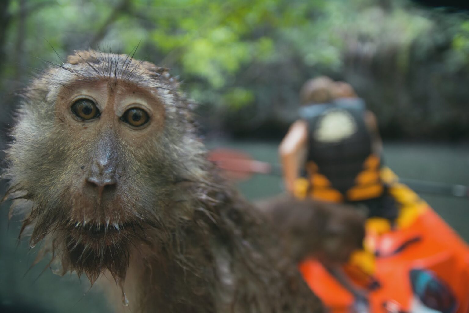 Kayaking with monkeys in Ao Thalane, Krabi - Sawasdee