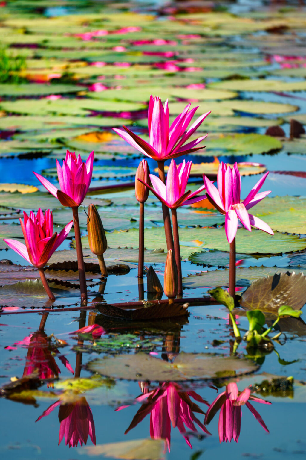 The famous red lotus fields in Thailand - Sawasdee