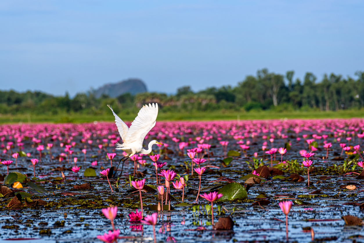 The famous red lotus fields in Thailand - Sawasdee