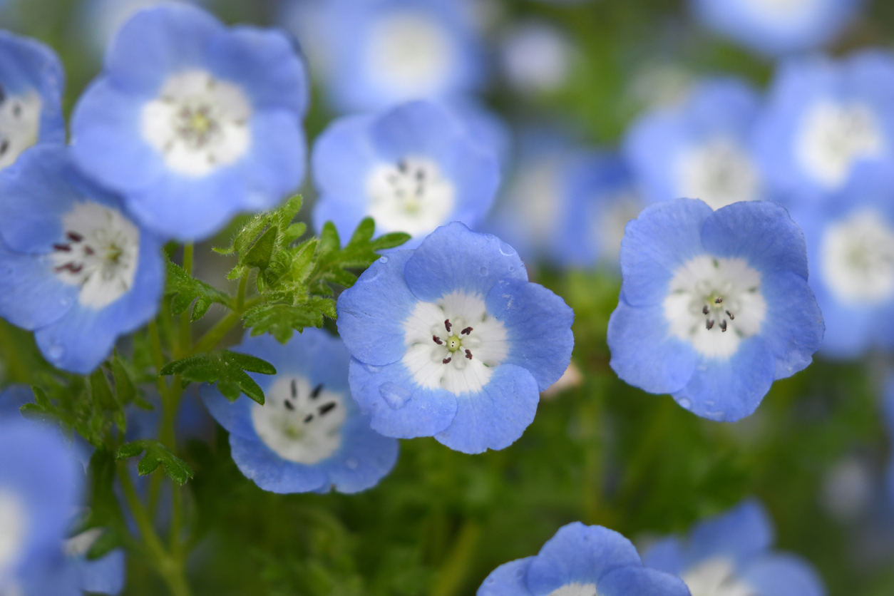 Flowers blooming in Japan from April to July - Sawasdee