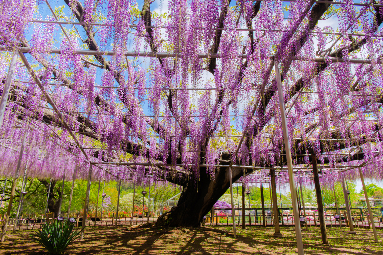 Flowers blooming in Japan from April to July - Sawasdee