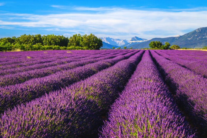 Explore the Lavender fields in Provence - Sawasdee
