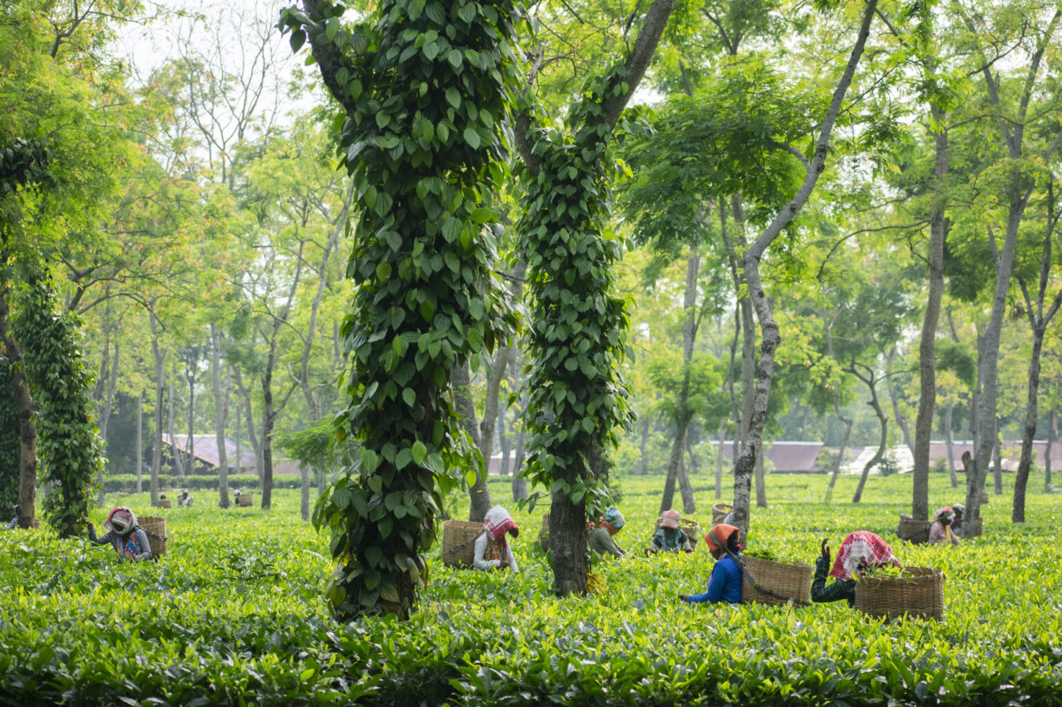 Let’s Visit Assam, Home to the World’s Largest Tea Plantations - Sawasdee