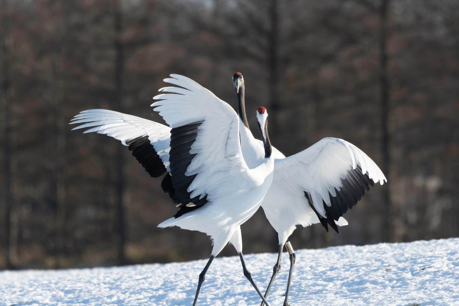 Dancing in the Snow: Discover Japan’s Red-Crowned Cranes in Hokkaido ...